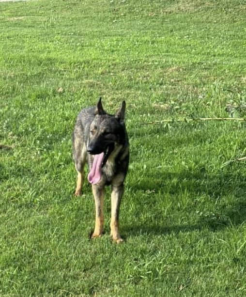 Sentry Shepherds Rescue - Micah